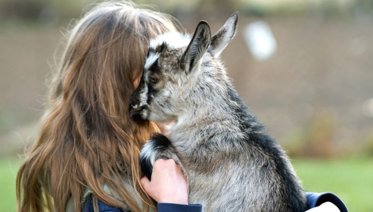 15 Best Small Goat Breeds for Pets
