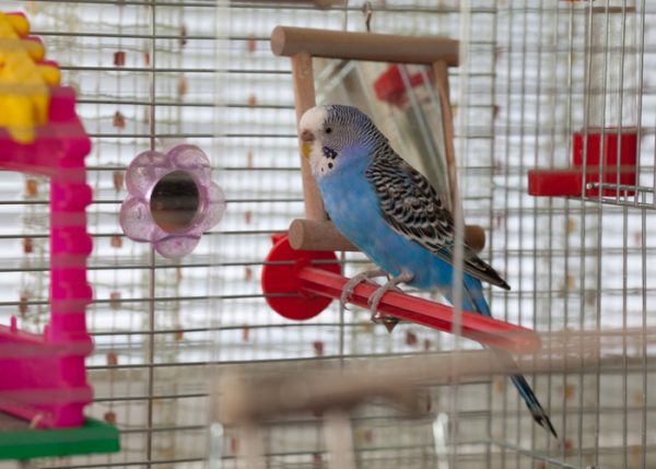 How to Quarantine Pet Birds: An Insightful Guide