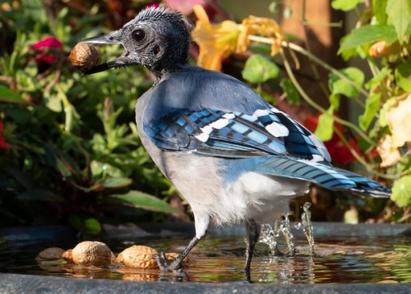 Bird Molting Care: A Comprehensive Bird Care Guide