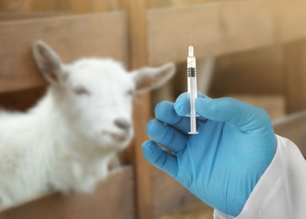 How To Care for Baby Goats - The Happy Chicken Coop