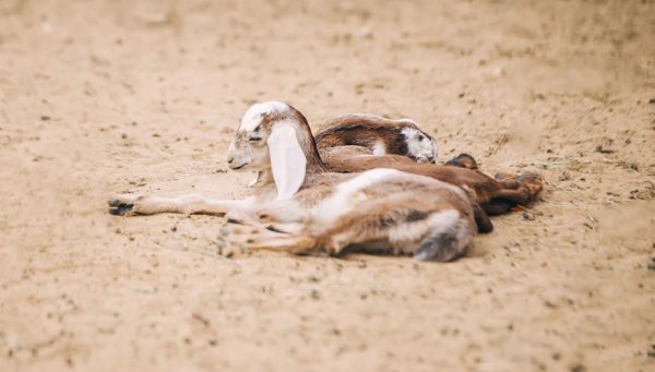 Diarrhea in Baby Goats: What To Do - The Happy Chicken Coop