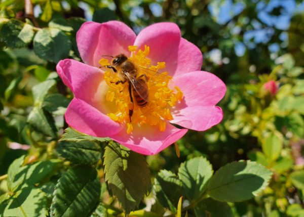 19 Ways on How to Attract Bees to Your Garden - The Happy Chicken Coop
