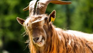25 Long-Haired Goat Breeds - The Happy Chicken Coop