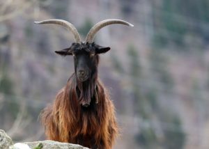 25 Long-Haired Goat Breeds - The Happy Chicken Coop