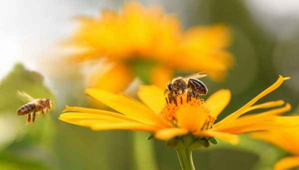7 Best Bees for Your Garden - The Happy Chicken Coop