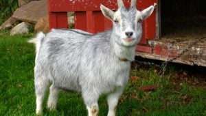Pygmy Goat: What You Need to Know About this Miniature Breed