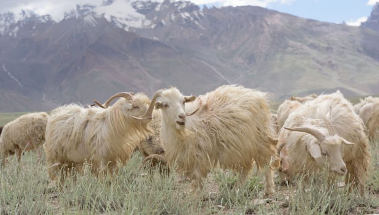 11 Best Cashmere Goat Breeds - The Happy Chicken Coop