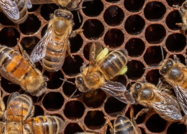 7 Best Bees for Your Garden - The Happy Chicken Coop