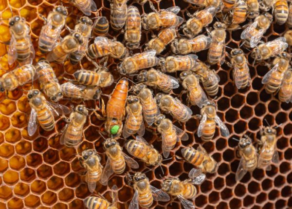 7 Best Bees for Your Garden - The Happy Chicken Coop
