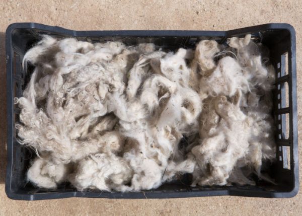 11 Best Cashmere Goat Breeds - The Happy Chicken Coop