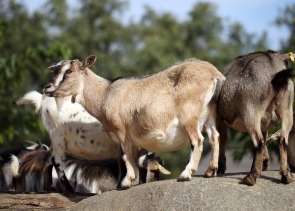 Pygmy Goat: What You Need to Know About this Miniature Breed