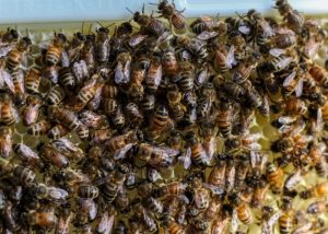 7 Best Bees for Your Garden - The Happy Chicken Coop