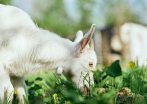 Pygmy Goat: What You Need to Know About this Miniature Breed