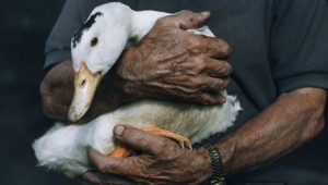 Can You Get Sick From Touching a Duck?