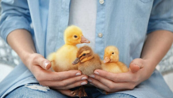 Rouen Duck Breed: Everything You Need To Know
