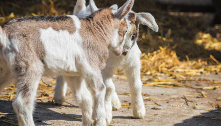 Headbutting in Goats: Meaning and What To Do