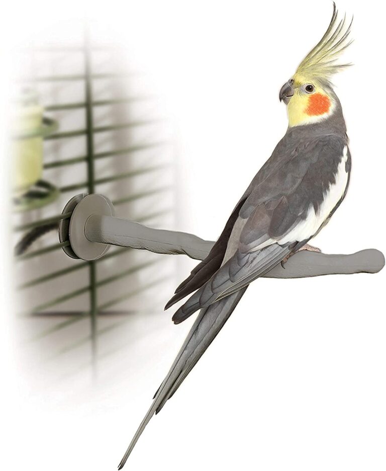 7 Best Bird Perches: The Ultimate Buying Guide