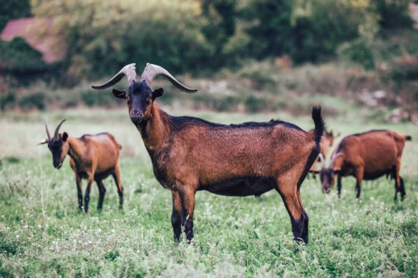 10 Giant Goat Breeds You Should Get