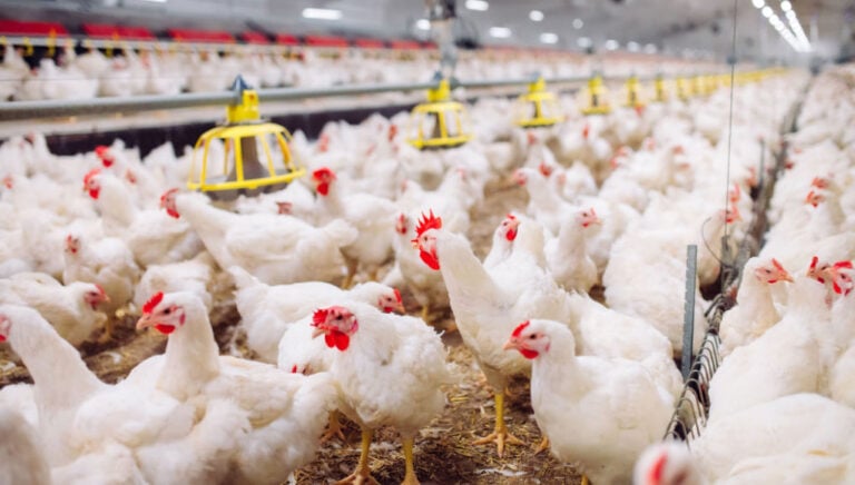 The Best Chicken Breeds for Business - The Happy Chicken Coop