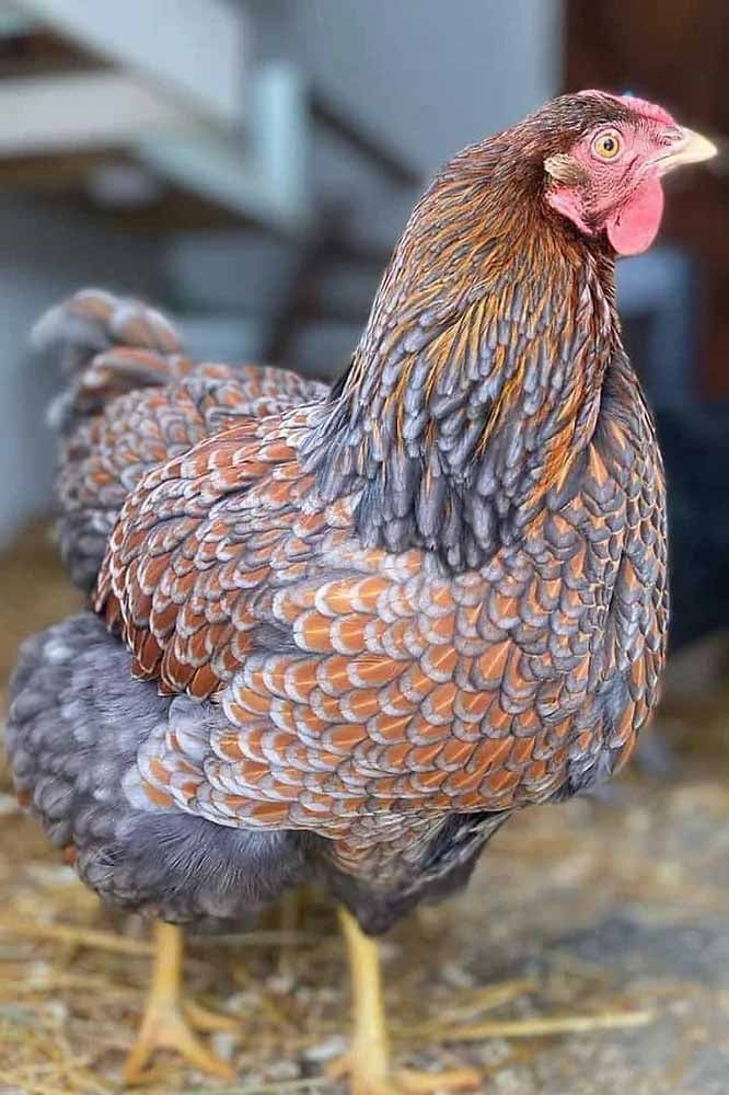 Blue Laced Gold Wyandotte Chicken: All You Need To Know Blue Laced Gold Wyandotte Chicken: All You Need To Know