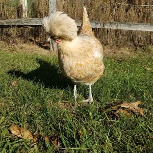 14 Yellow Chicken Breeds - The Happy Chicken Coop