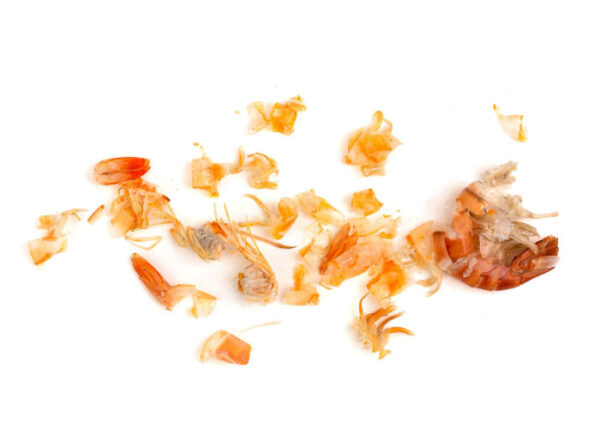 Can Chickens Eat Shrimp? - The Happy Chicken Coop