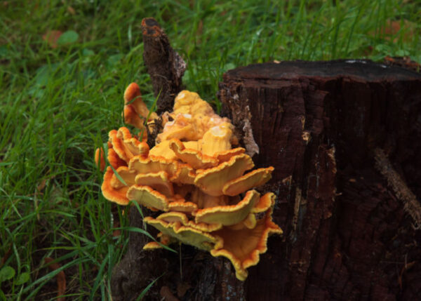 Can Chickens Eat Mushrooms : Everything You Need to Know
