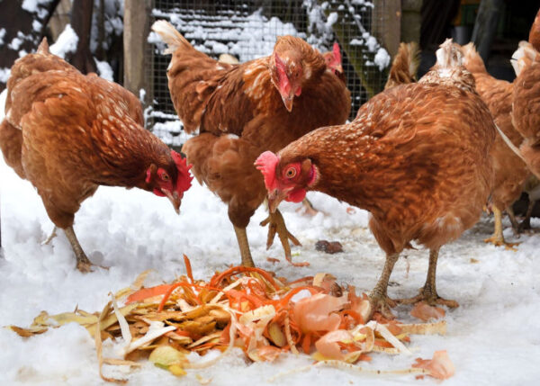 Can Chickens Eat Shrimp? - The Happy Chicken Coop