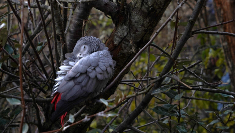 How Do Birds Sleep: Explaining Birds' Sleeping Habits