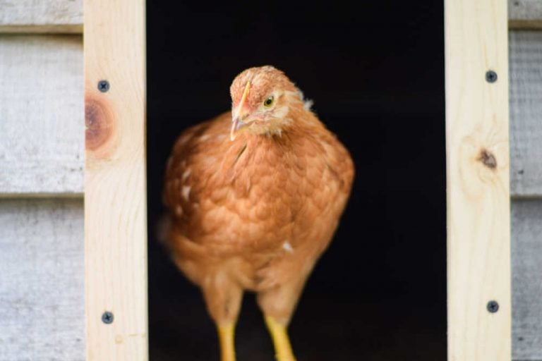 14 Yellow Chicken Breeds - The Happy Chicken Coop