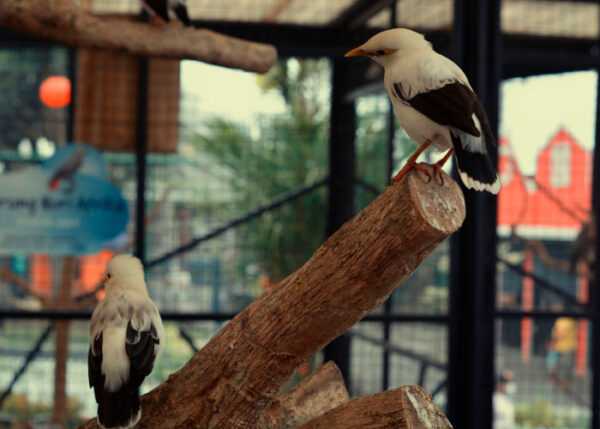 7 Best Bird Perches: The Ultimate Buying Guide