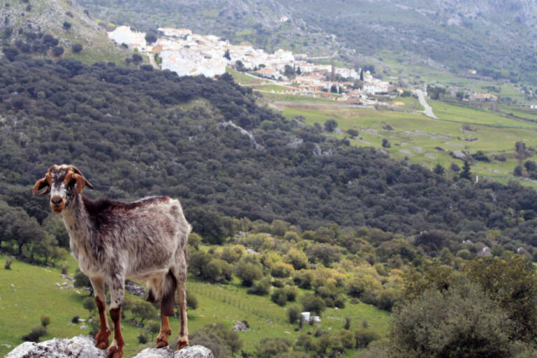 15 Floppy Eared Goat Breeds You'll Love