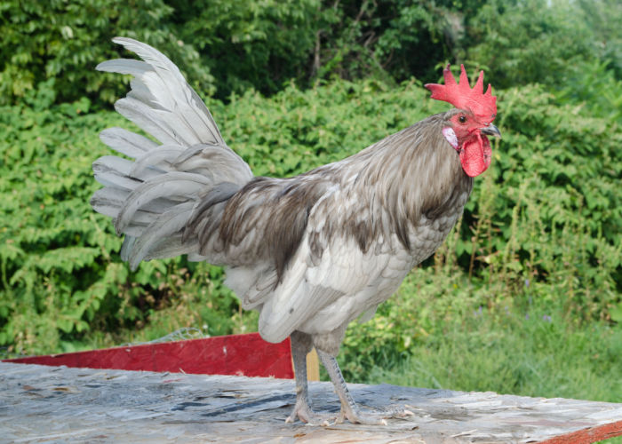 Best Chicken Breeds for Australia - The Happy Chicken Coop