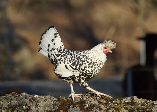 Best Chicken Breeds for Australia - The Happy Chicken Coop