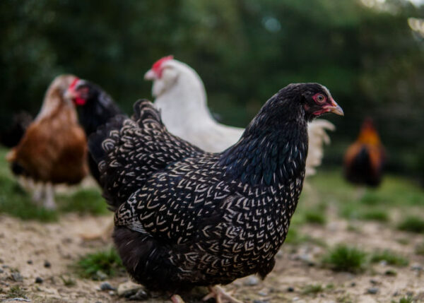 Best Chicken Breeds for Australia - The Happy Chicken Coop