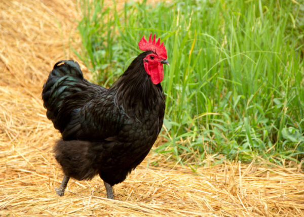 Best Chicken Breeds in New Zealand - The Happy Chicken Coop