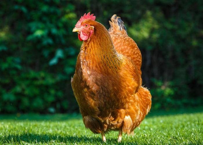 Best Chicken Breeds for Australia - The Happy Chicken Coop