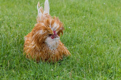 10 Best Chicken Show Breeds (And Why They're a Keeper!)
