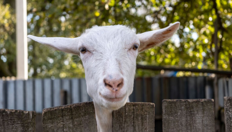 7 Best Hornless Goat Breeds - The Happy Chicken Coop