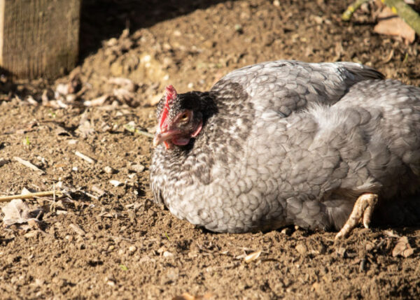 19 Best Chicken Breeds for White Eggs - The Happy Chicken Coop