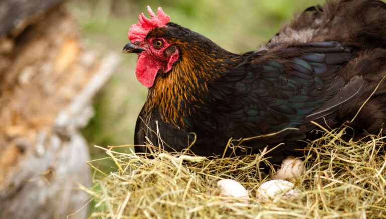Chicken Egg & Earlobe: Can You Determine Eggshell Color Based On ...