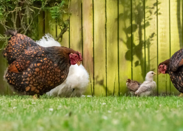Best Chicken Breeds in New Zealand - The Happy Chicken Coop