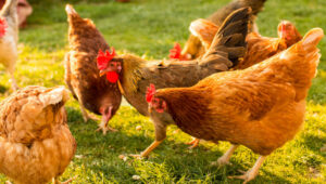 Top 8 Docile Chicken Breeds - The Happy Chicken Coop