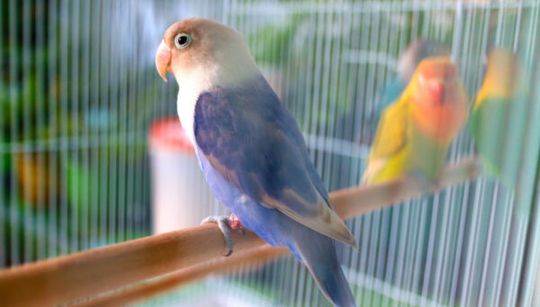 How to Introduce New Birds to a Flock: A Simple Guide