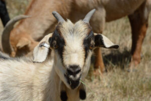 The 6 Best Tasting Goat Breeds