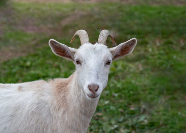 Kiko Goats: Everything You Need to Know About This Breed