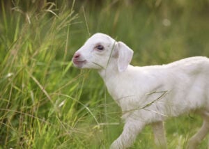 Kiko Goats: Everything You Need to Know About This Breed