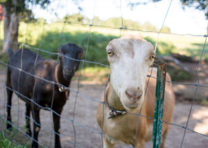 LaMancha Goat: Is This Earless Goat the Right Breed For You?