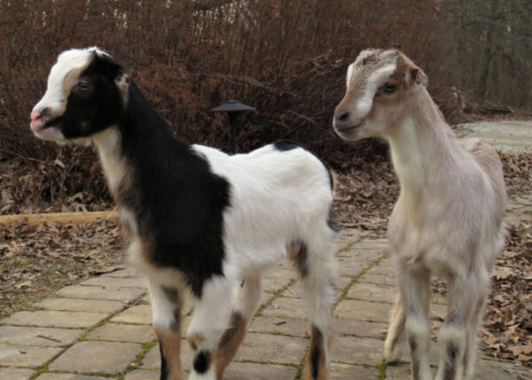 LaMancha Goat: Is This Earless Goat the Right Breed For You?