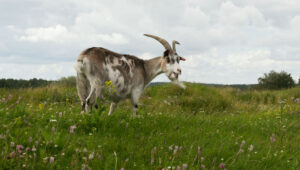 Rangeland Goats: Characteristics, Benefits & Feeding